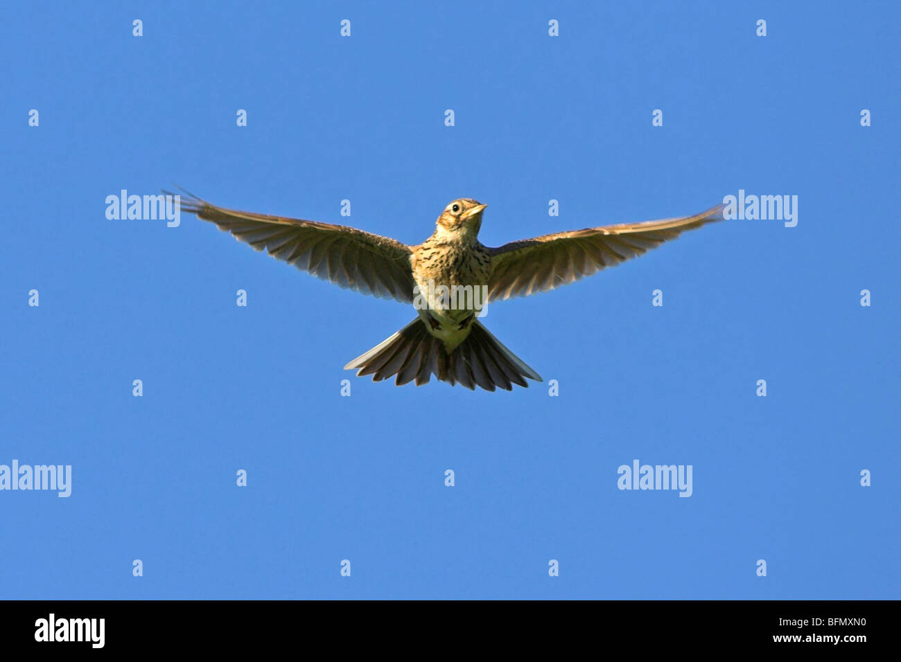 Flying lark hi-res stock photography and images - Alamy