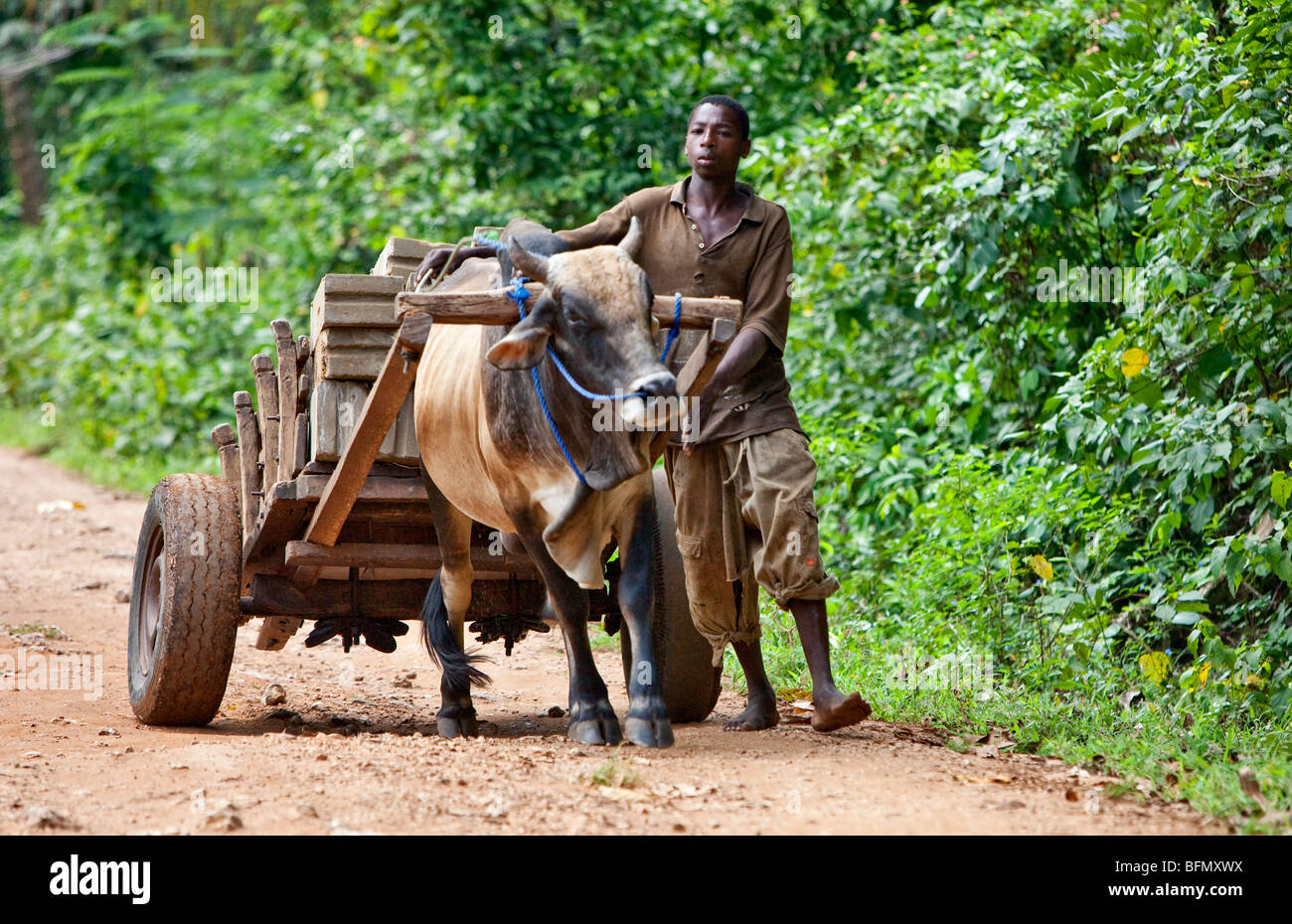 Oxen pulling cart hi-res stock photography and images - Alamy
