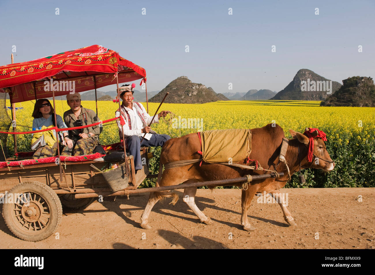 China, Yunnan province, Luoping, rapeseed flowers in bloom, cow and ...