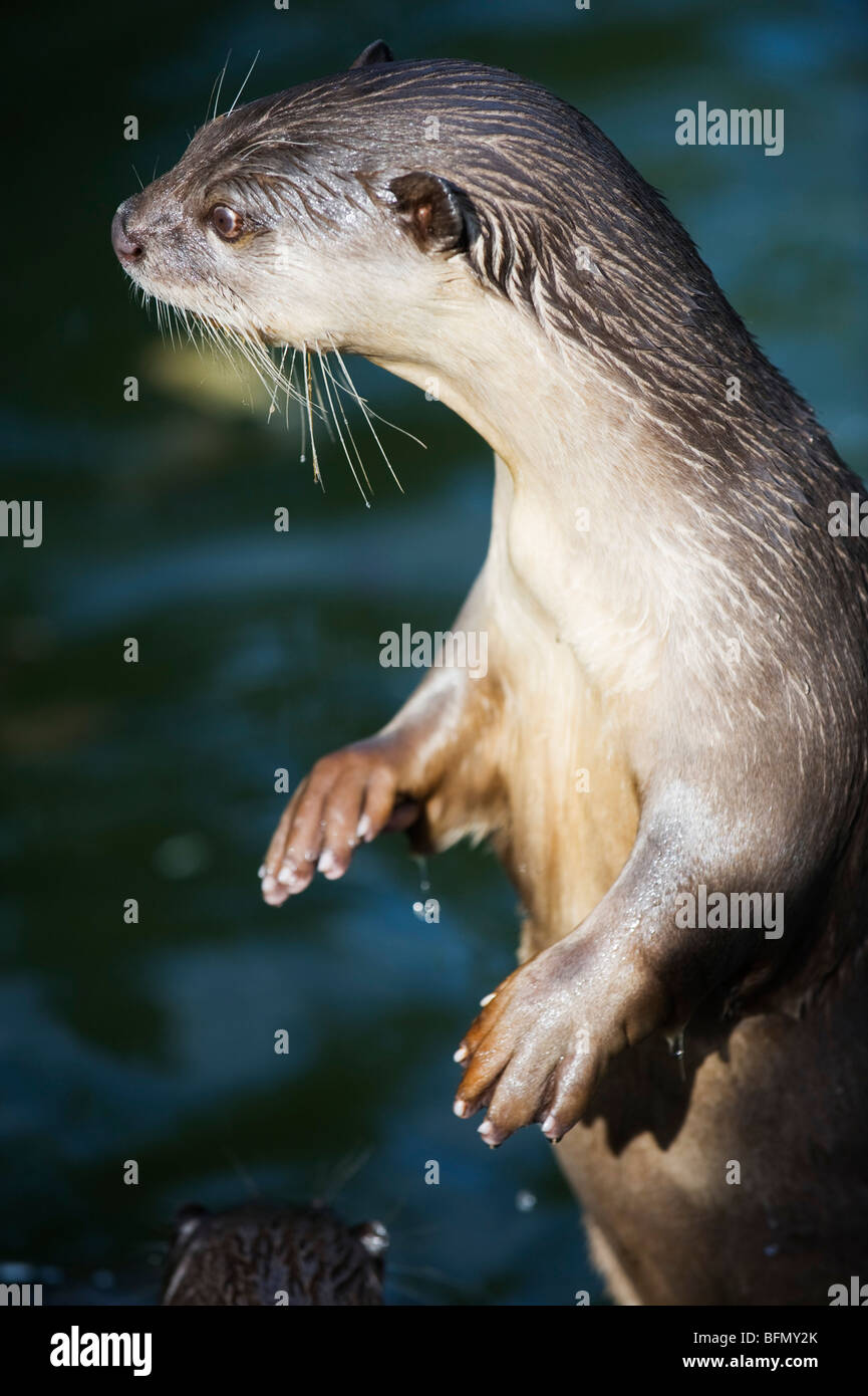 Otter in zoo hi-res stock photography and images - Alamy