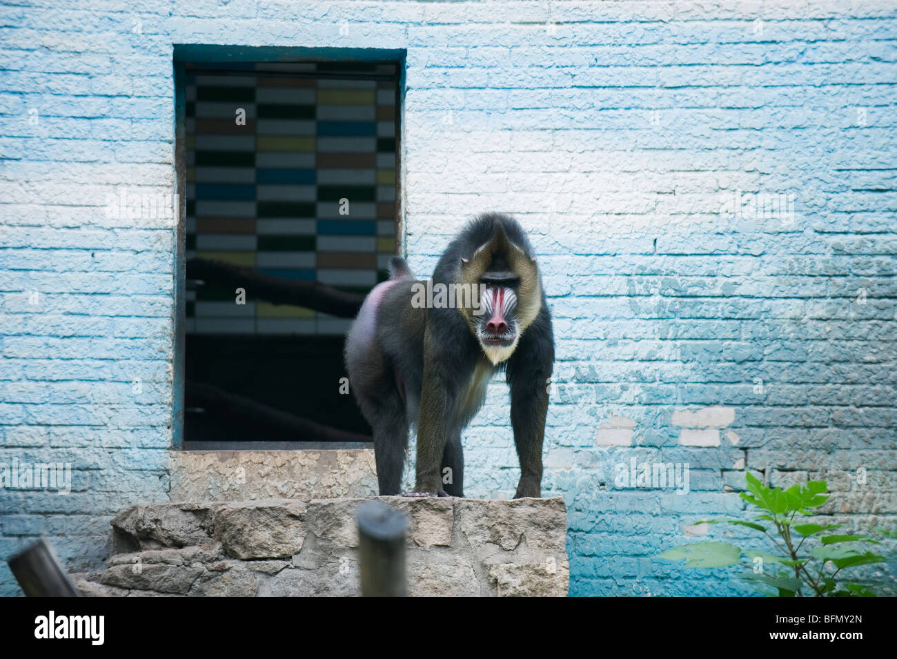 Beijing Zoo Animals High Resolution Stock Photography and Images - Alamy