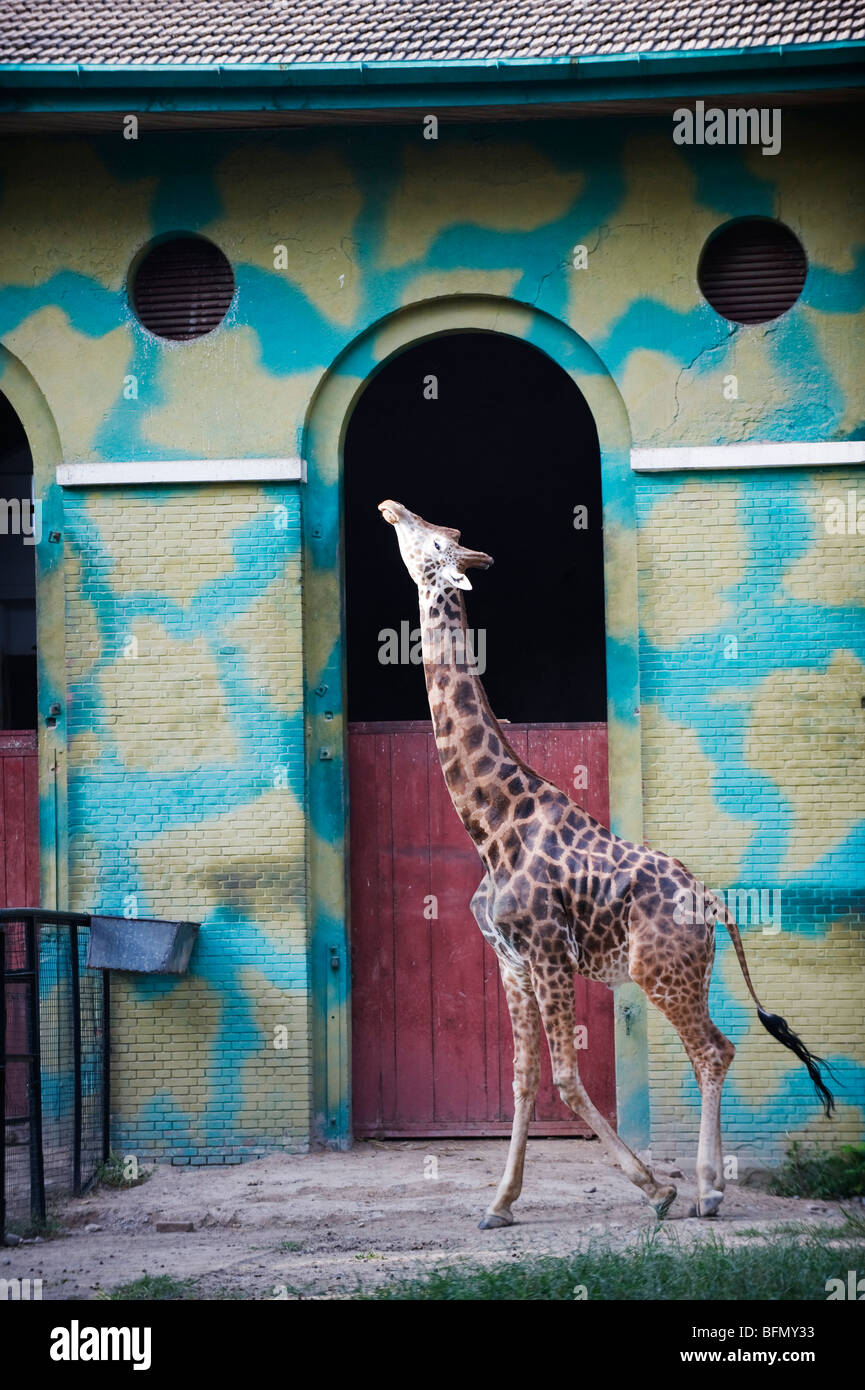 Beijing zoo animals hi-res stock photography and images - Alamy