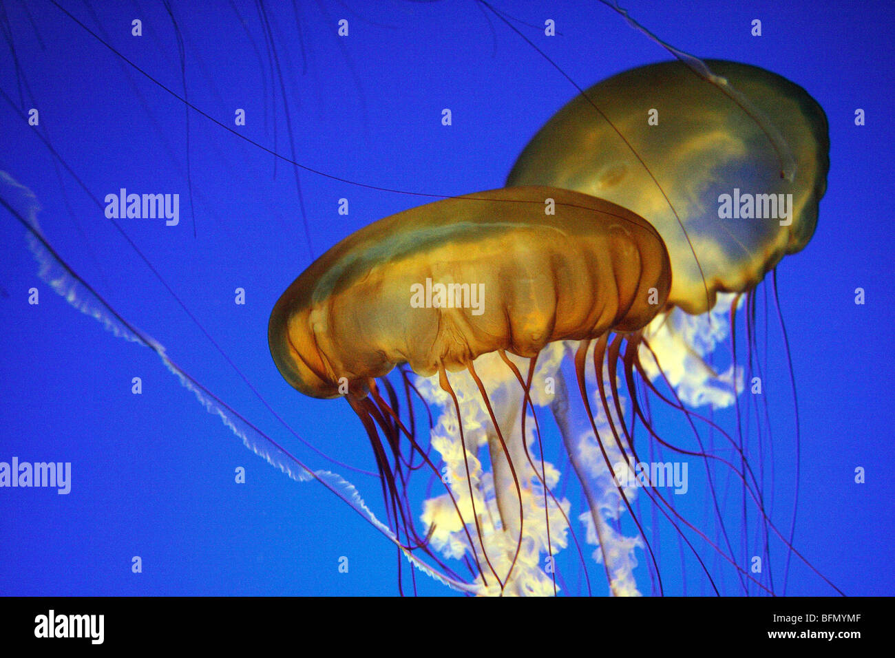 United States of America, California, Monterey, two jellyfish swim in ...
