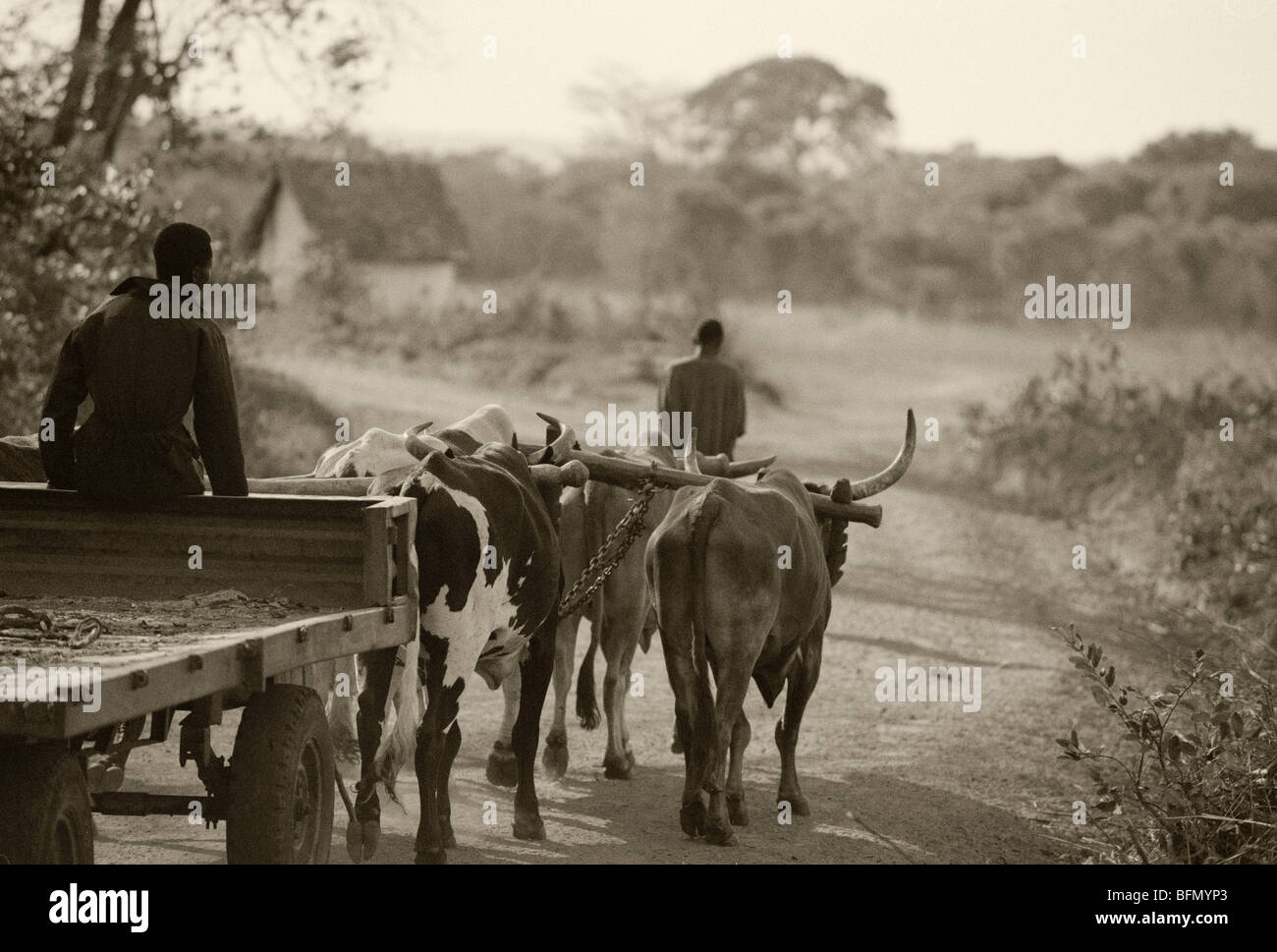 Sir stewart gore brown hi-res stock photography and images - Alamy