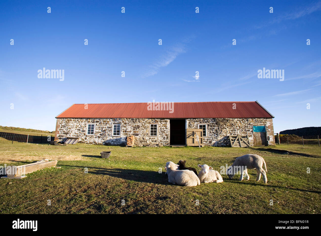 Falklands Sheep High Resolution Stock Photography and Images - Alamy