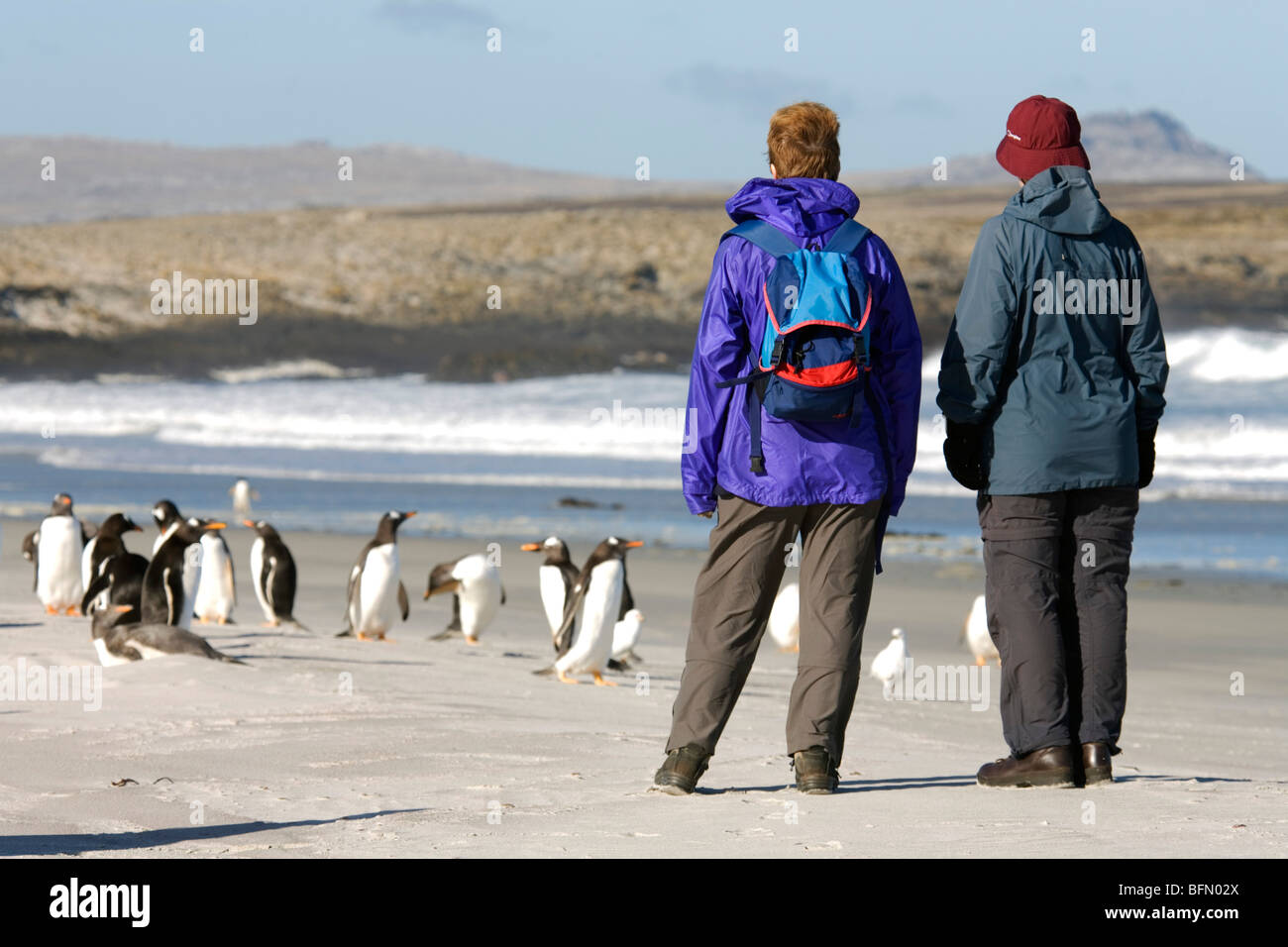 Falkland Islands. Tourists watching gentoo penguins on the sandy beach ...