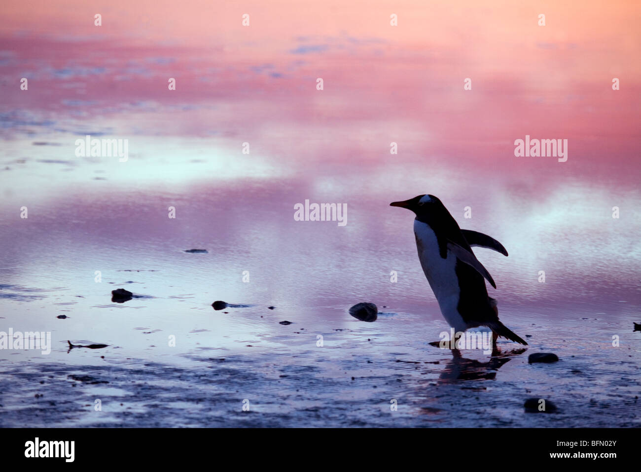 Penguin highway hi-res stock photography and images - Alamy