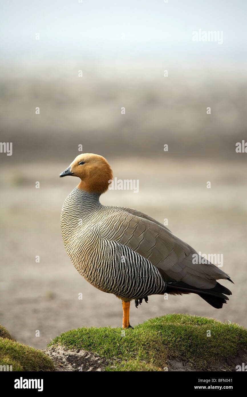 Falkland Islands, Sea Lion Island. Ruddy-headed Goose (Chloephaga ...