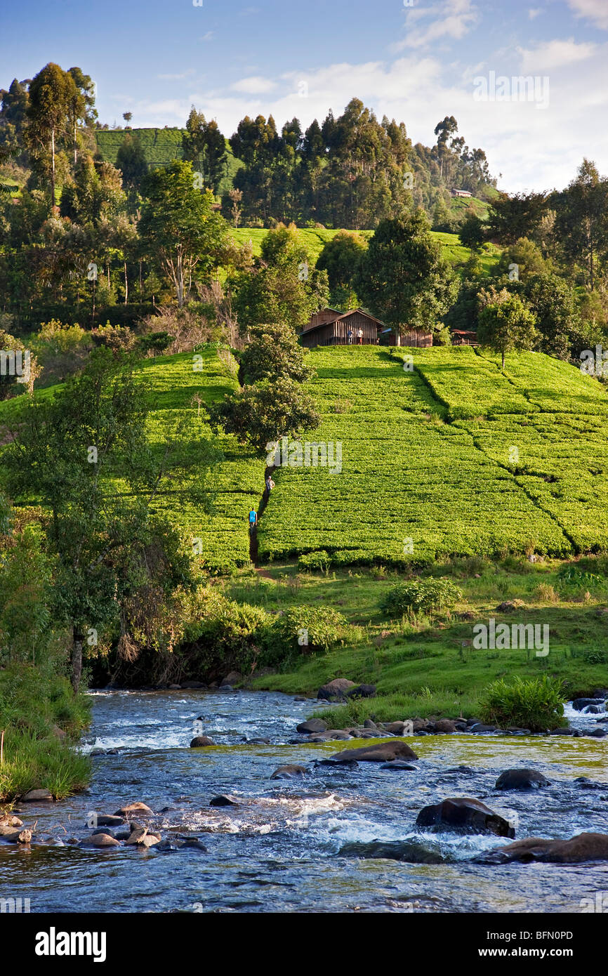 Kenya, Mathioya. Smallholders tea gardens beside the Mathioya River in ...