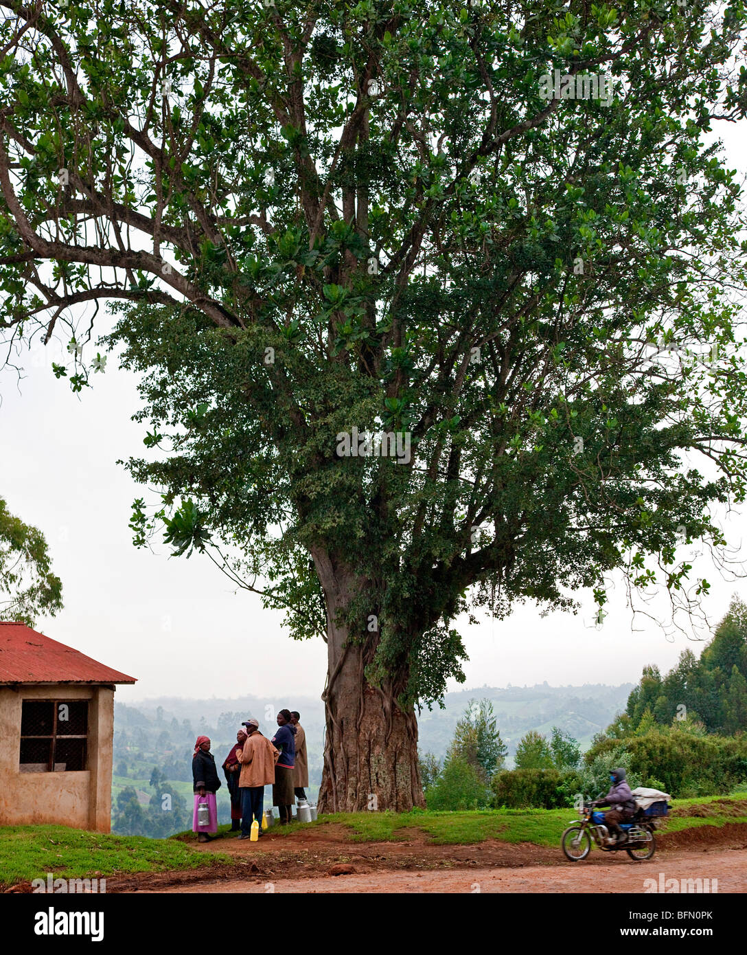 Tuso hi-res stock photography and images - Alamy