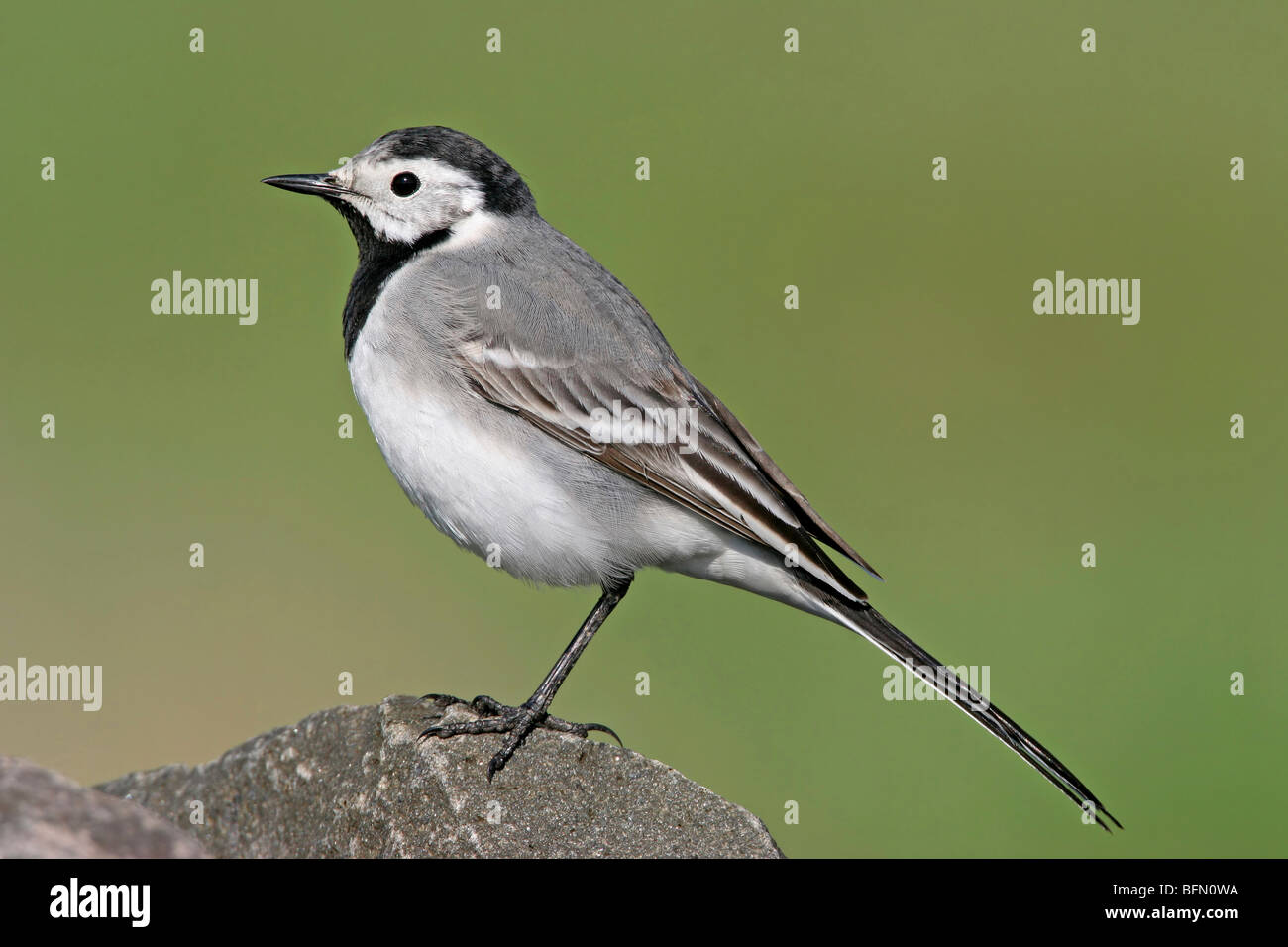 pied wagtail (Motacilla alba), sitting on a stone, Germany Stock Photo ...
