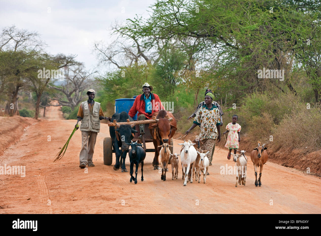 Kenya, Kibwezi. In the semi-arid district of Kibwezi, a man takes drums ...