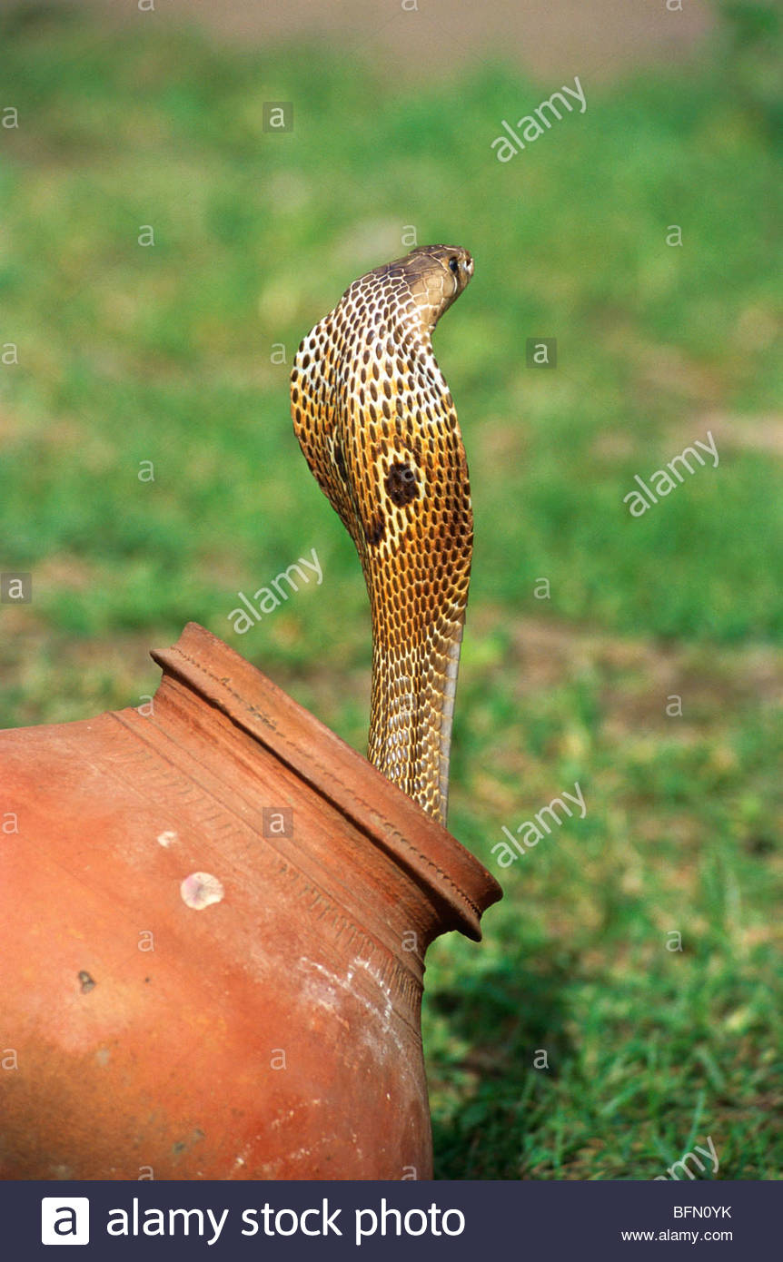 Battis Shirala High Resolution Stock Photography and Images - Alamy