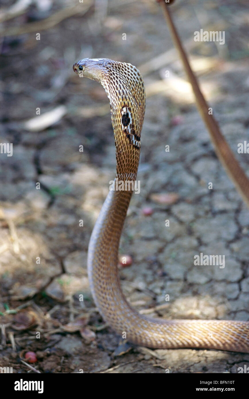 Cobra snake ; Battis Shirala ; Sangli ; Maharashtra ; India ; asia ...