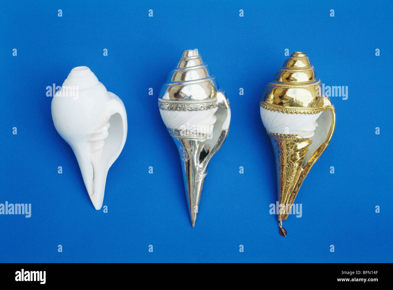 Conch Shell India High Resolution Stock Photography and Images - Alamy