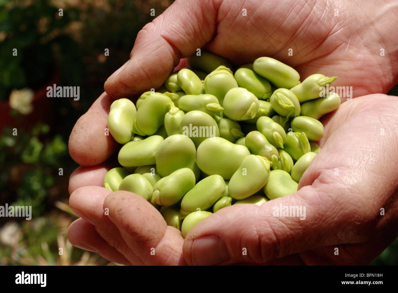 Broad beans hands hi-res stock photography and images - Alamy