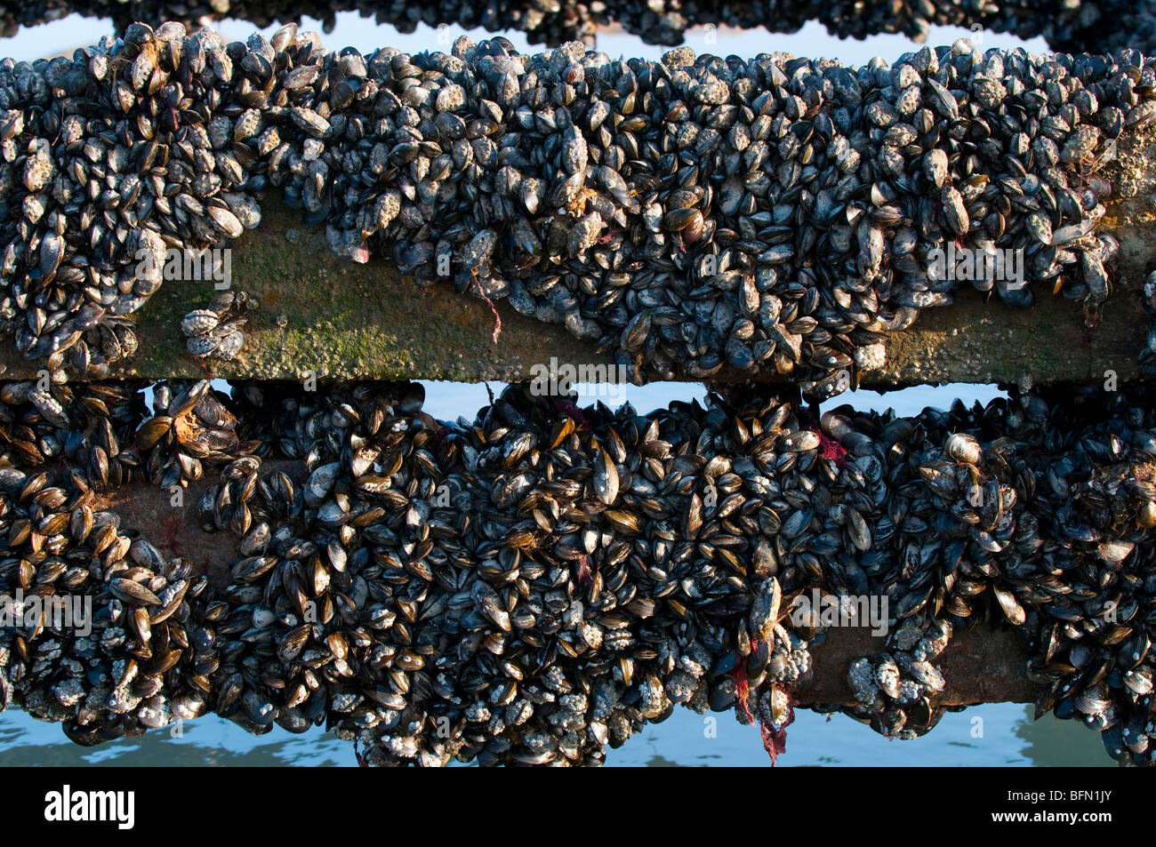 Mussels on a breakwater at Mundesley, Norfolk, England Stock Photo - Alamy