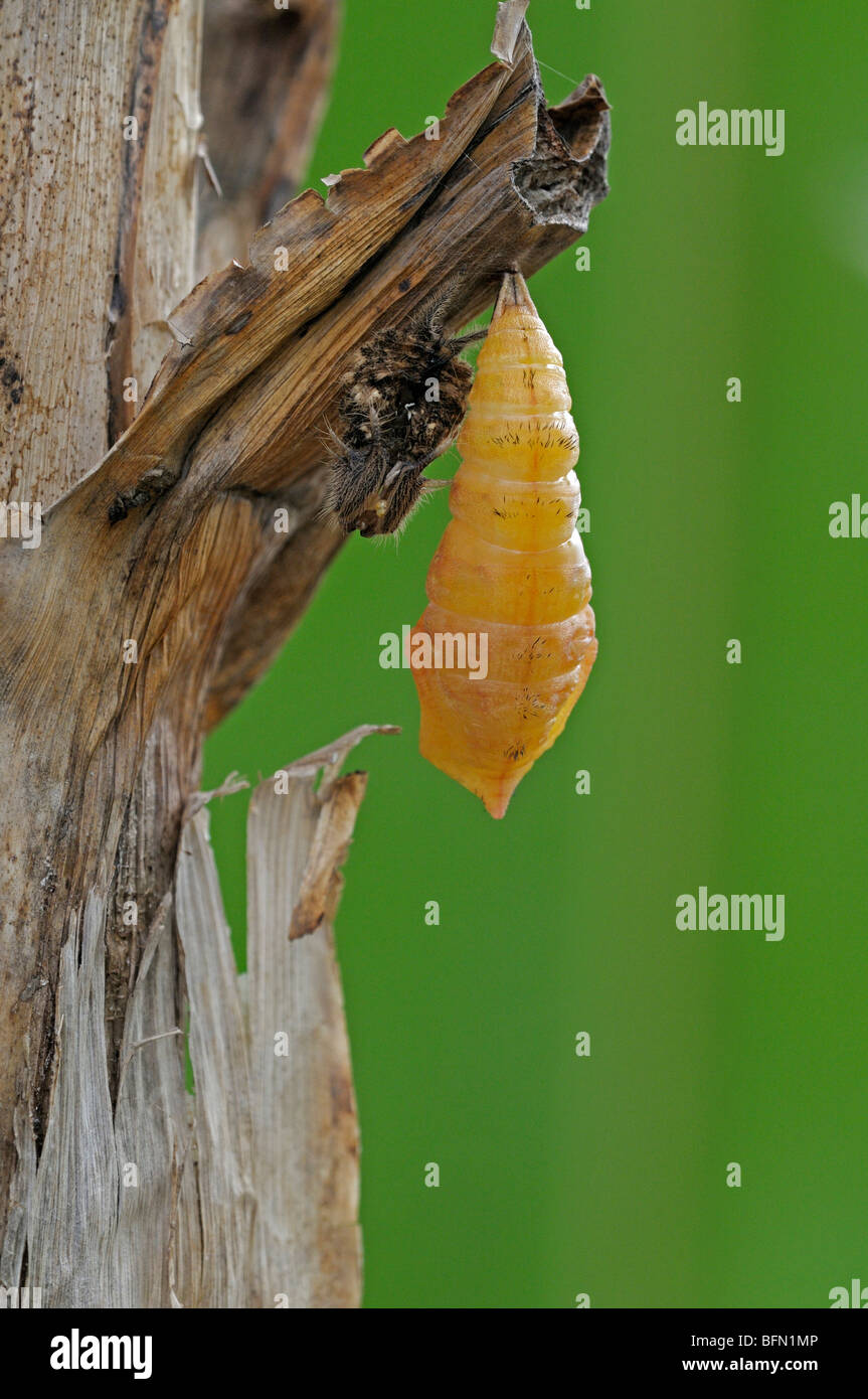 Owl butterfly caterpillar pupa hi-res stock photography and images - Alamy