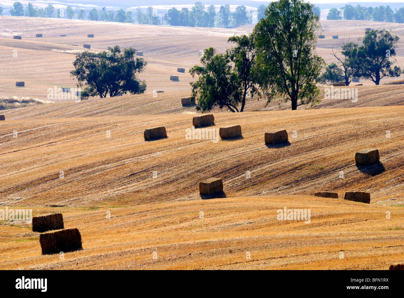 Israel, Negev, Wheat field, Harvest time in a wheat field bales of ...