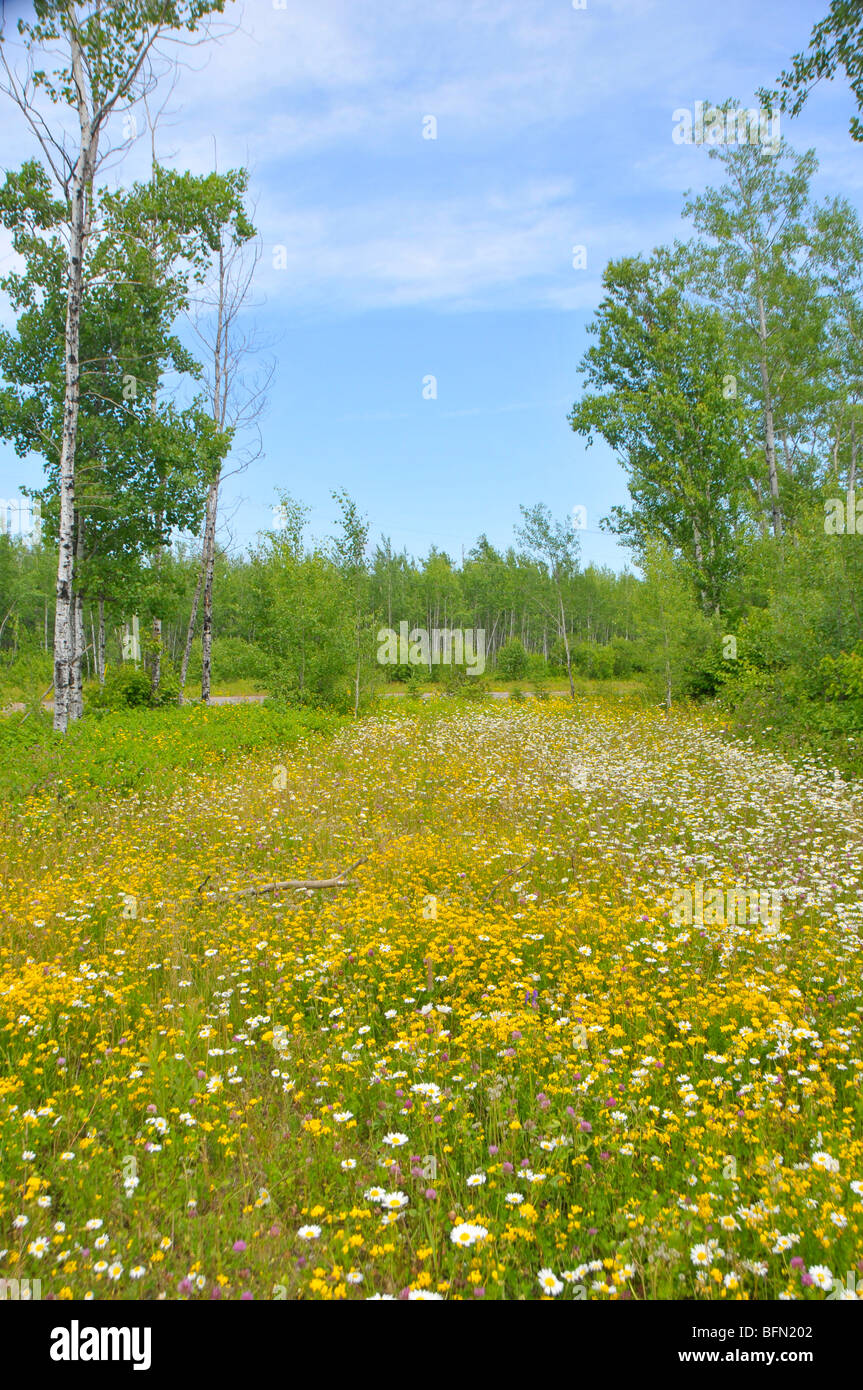 Ontario field flowers hi-res stock photography and images - Alamy