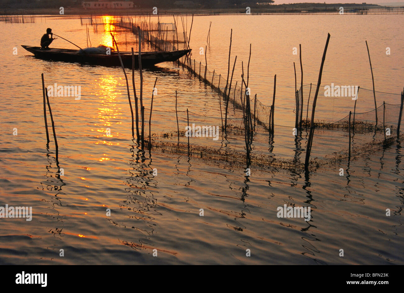 Prawn farming ; Satapada ; Chilika lake ; Puri ; Orissa ; Odisha ...