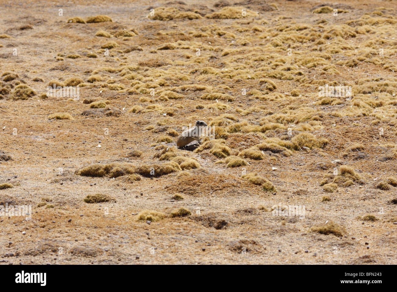 Guinea bolivia hi-res stock photography and images - Alamy