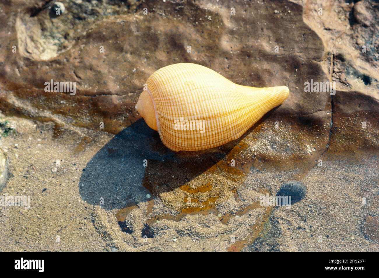 Fig Shell ; Sea Snail ; marine ; ficus gracilis Stock Photo - Alamy