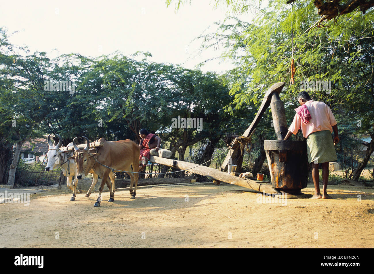 Oil extraction manually by cows ; Tamil Nadu ; India ; asia Stock Photo ...
