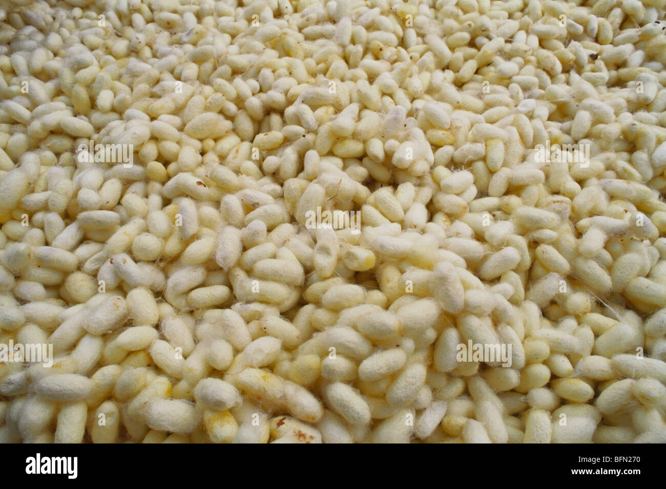Silk cocoons farming ; karnataka ; India ; asia Stock Photo - Alamy