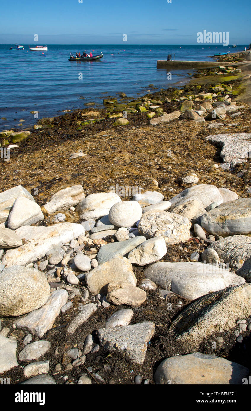 Swanage Dorset UK Peveril Point Peninsula Seaweed Sea Stock Photo - Alamy