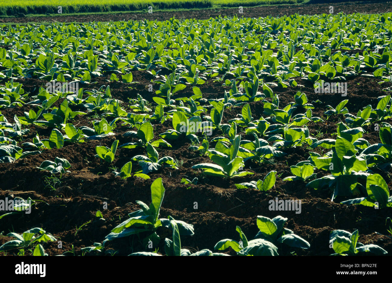 Tobacco crop cultivation ; karnataka ; India ; asia Stock Photo - Alamy