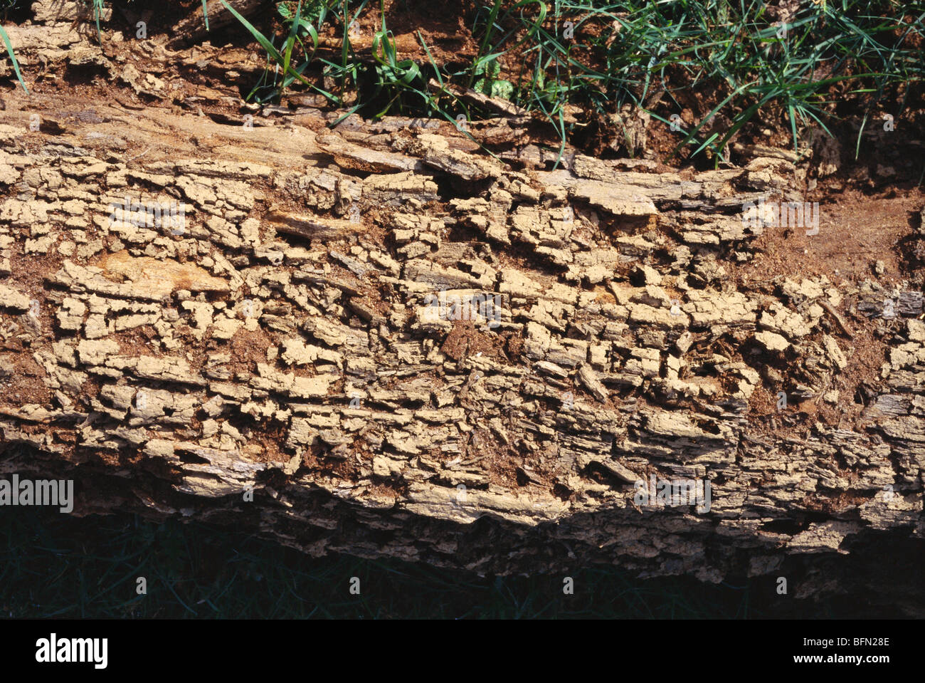 Decomposed wood on forest floor ; kerala ; India ; asia Stock Photo - Alamy