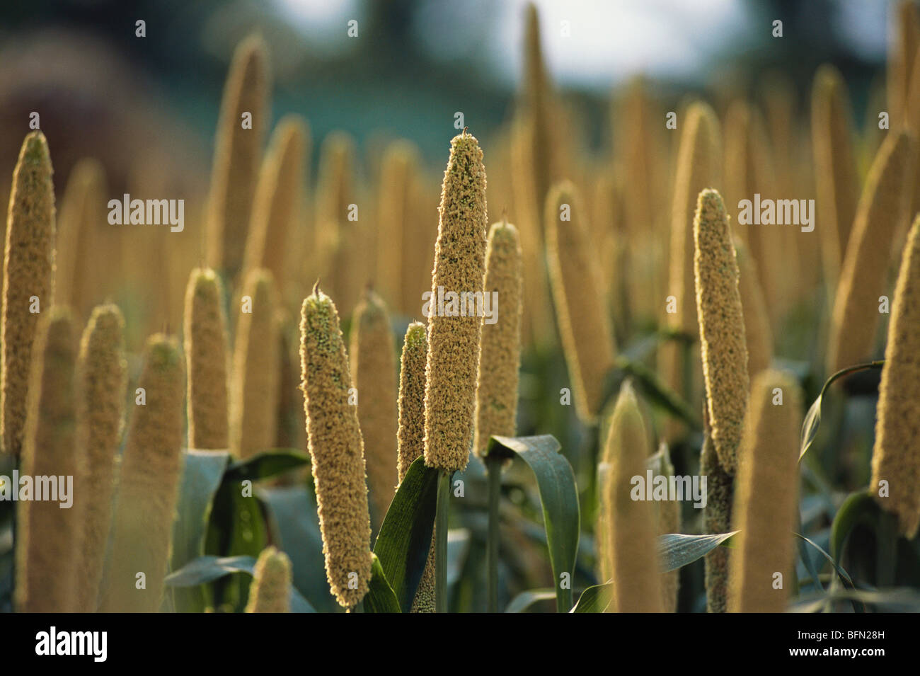 Bajra Crop Stock Photos & Bajra Crop Stock Images - Alamy