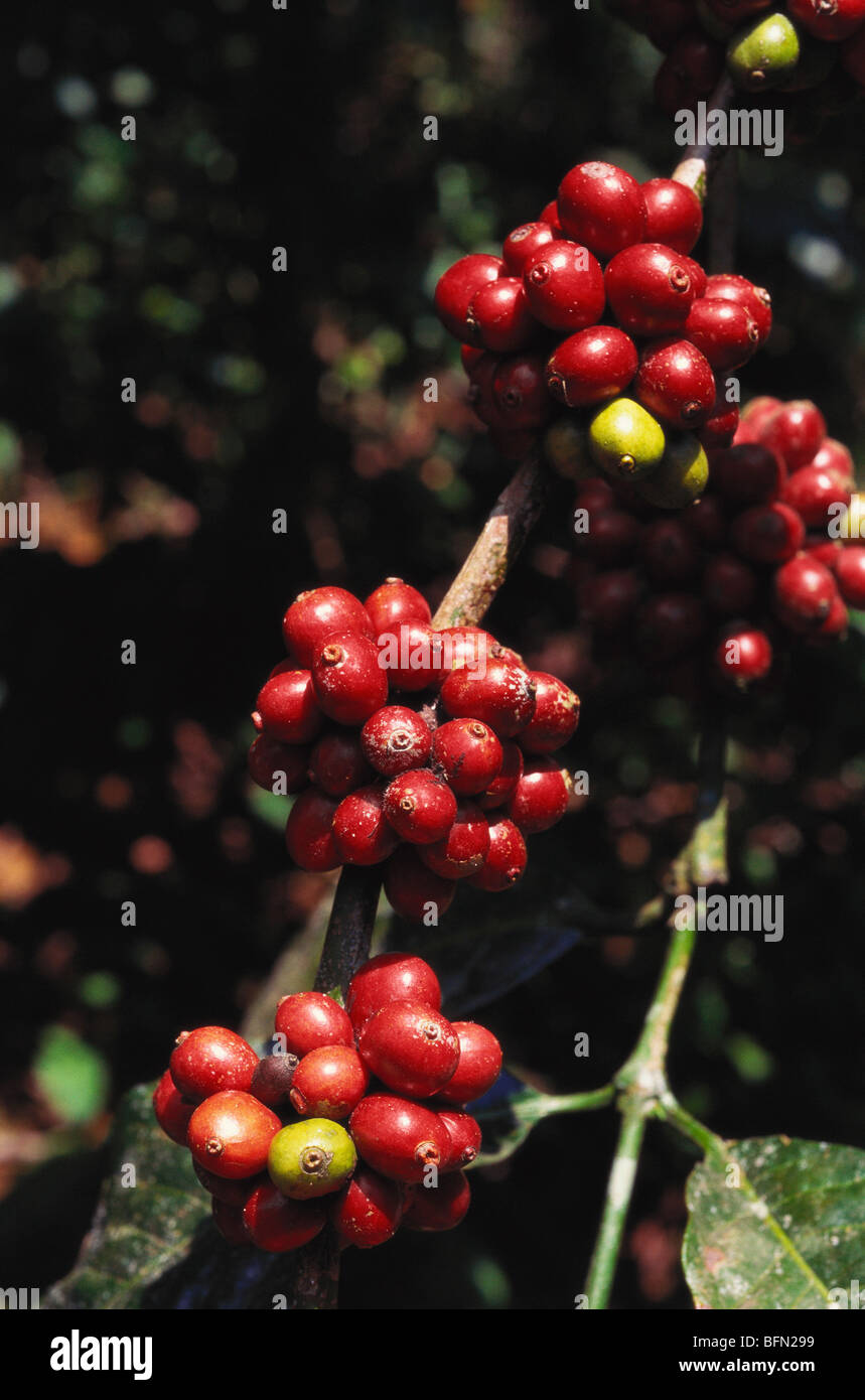 Coffee tree plant fruit ; coorg ; India ; asia Stock Photo - Alamy