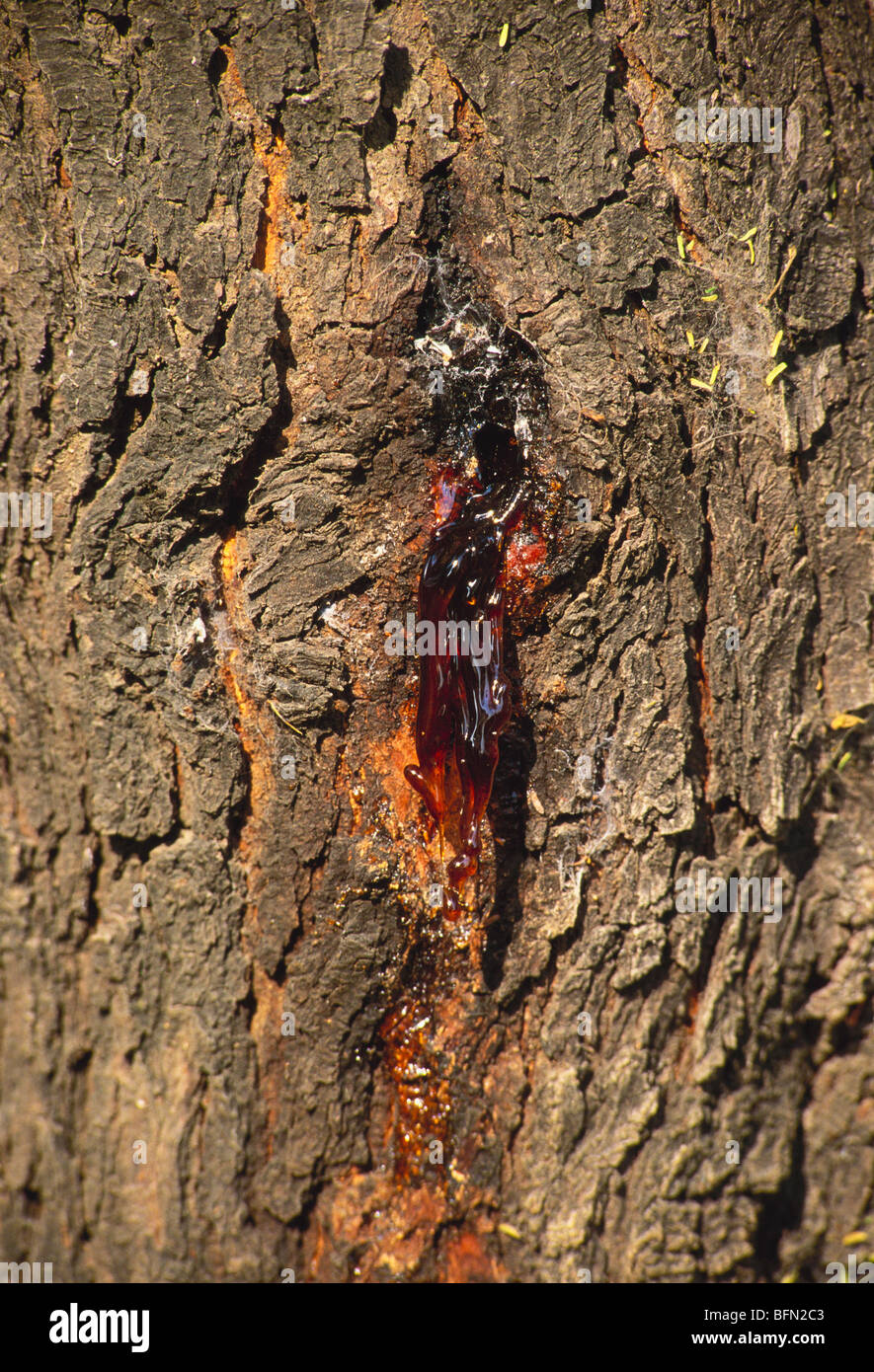 Oozing Sap High Resolution Stock Photography and Images - Alamy