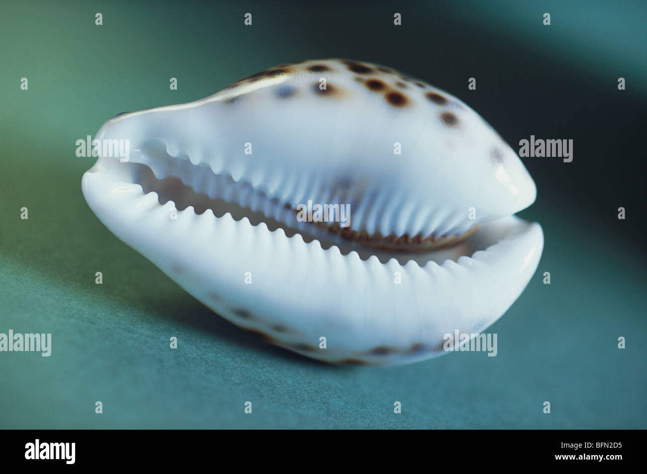 Conch Shell India High Resolution Stock Photography and Images - Alamy