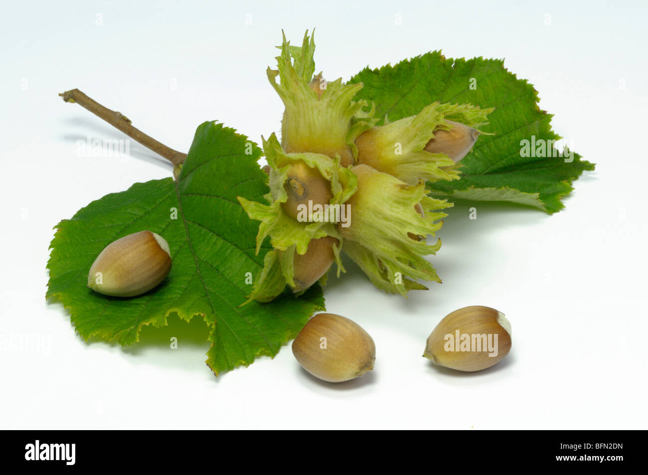 Common Hazel (Corylus avellana), twig with nuts and leaves, studio ...