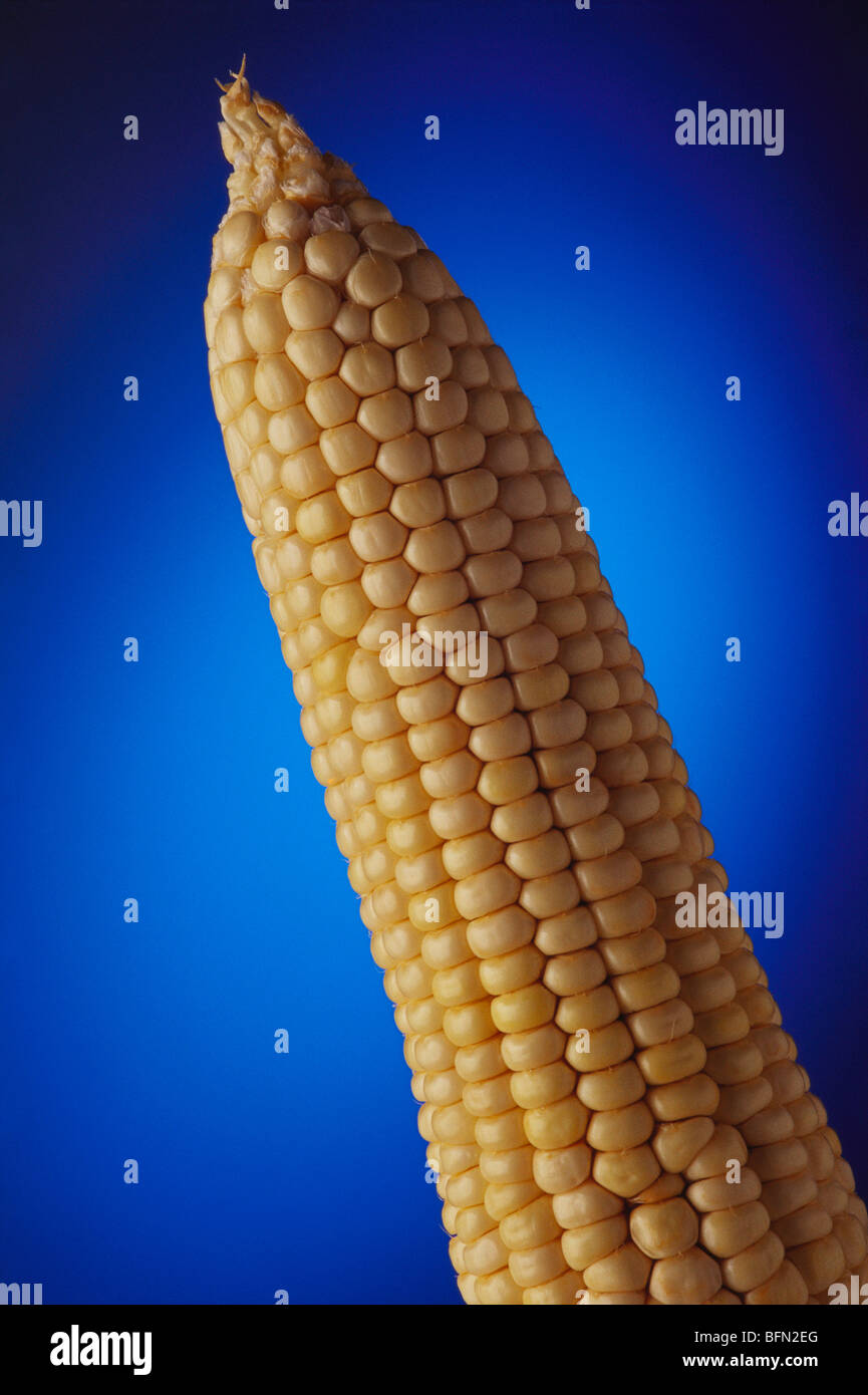 Corn maize on blue background Stock Photo - Alamy