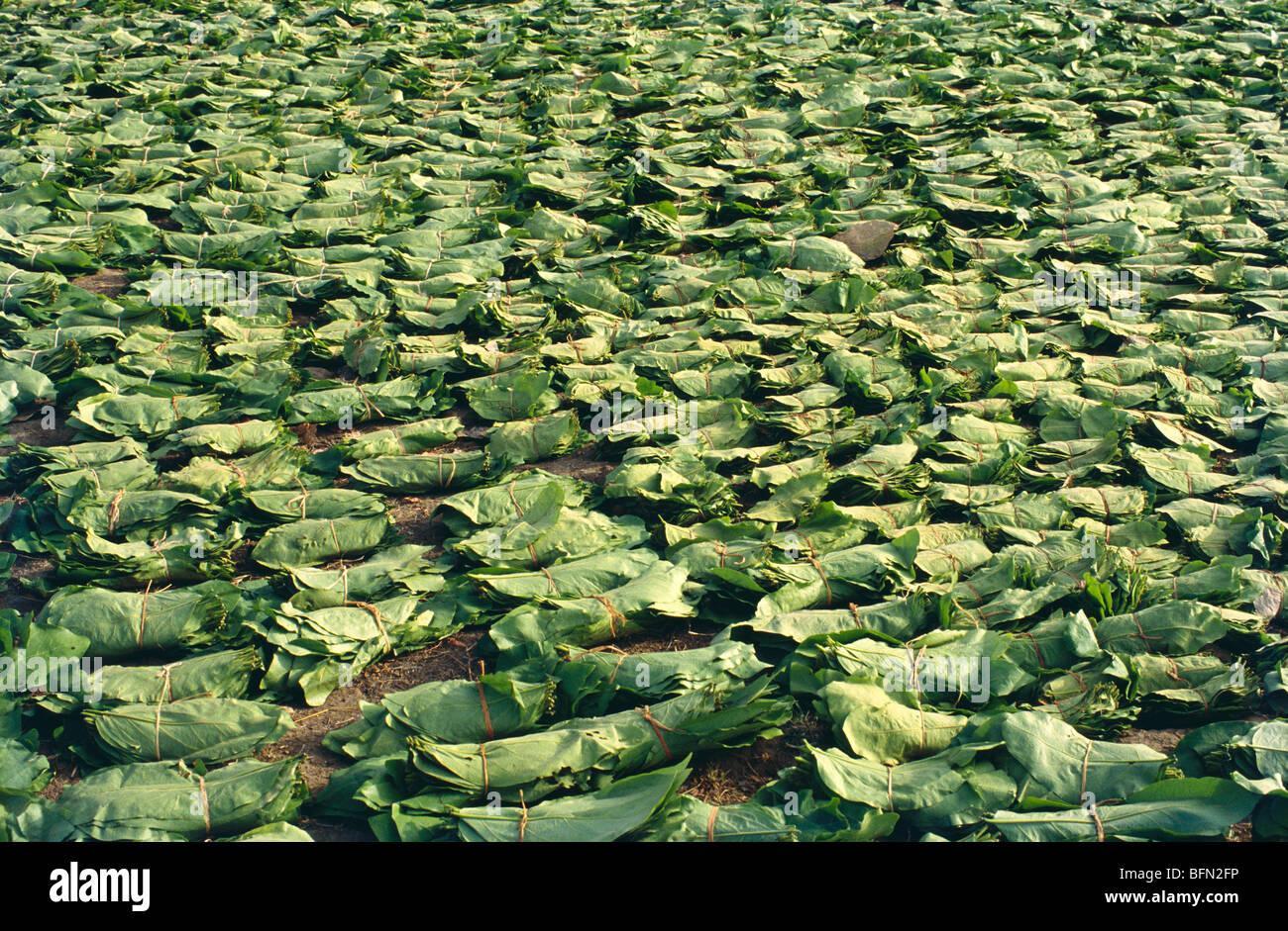 Tobacco leaves spread for drying for bidi making ; Maharashtra ; India ...