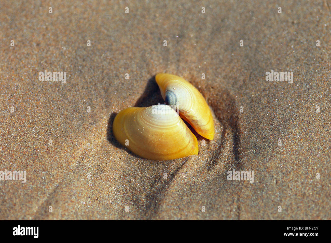 Sea Shell on sand ; Vengurla beach ; Maharashtra ; India ; asia Stock ...