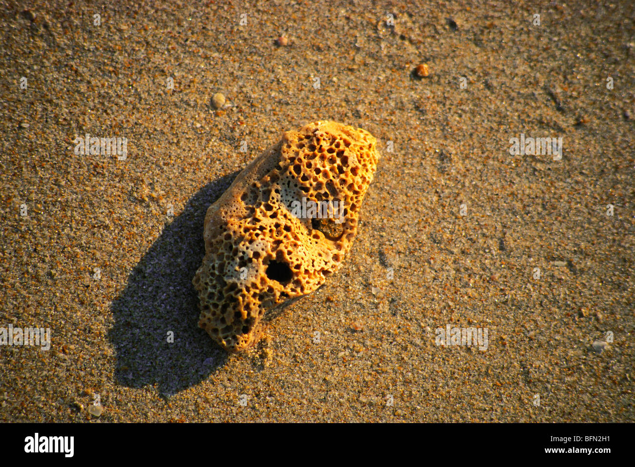 Eroded shell hi-res stock photography and images - Alamy