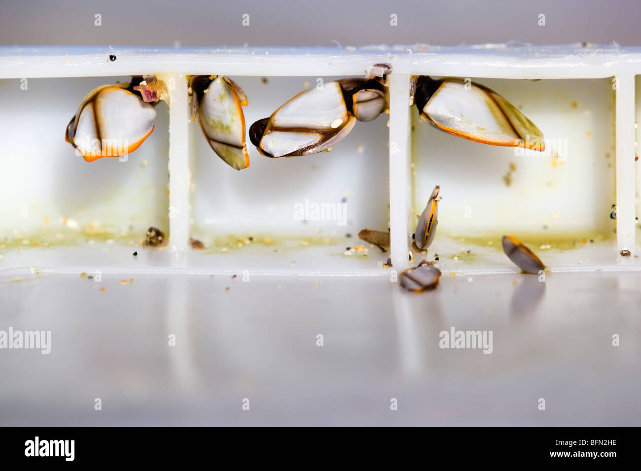 Goose barnacles hi-res stock photography and images - Alamy