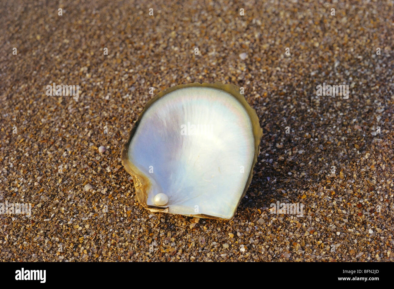 Pinctada hi-res stock photography and images - Alamy