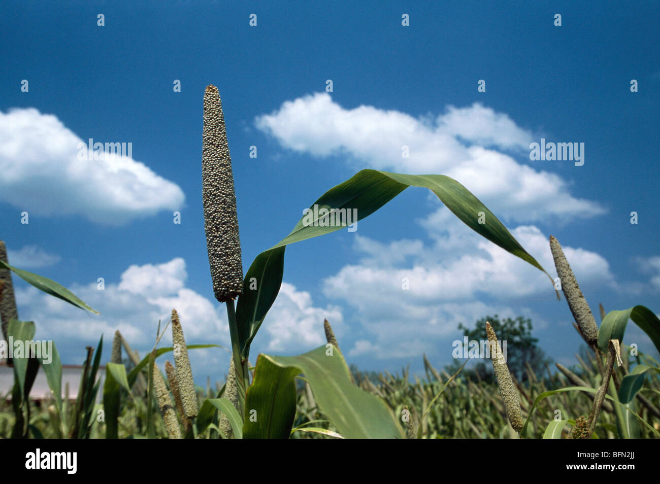 Bajra crop hi-res stock photography and images - Alamy