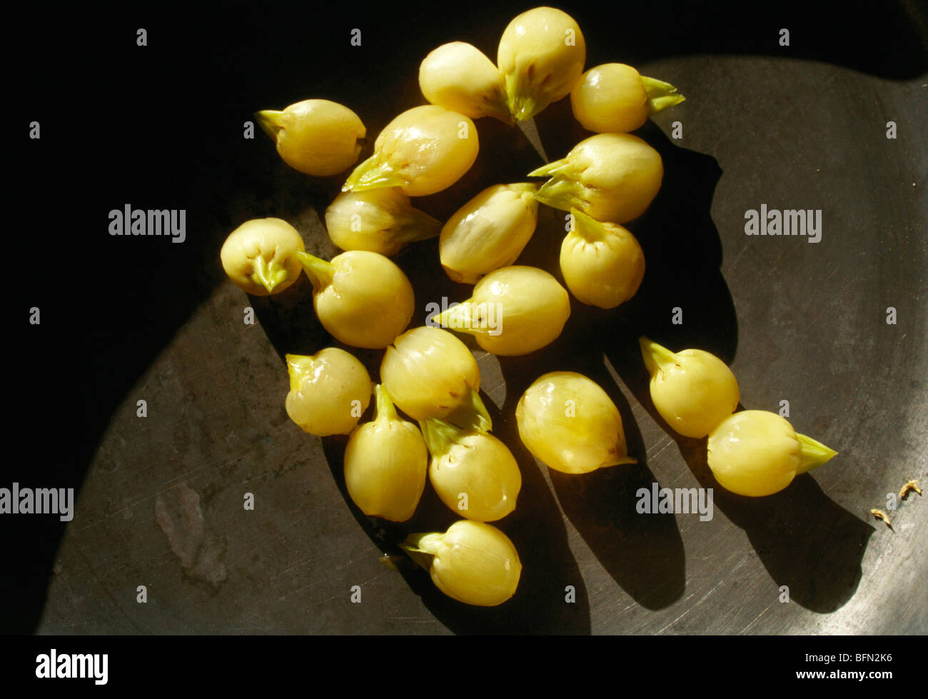 Mahua fruit, maohuka indica, honey tree, butter tree, madhuka, madkam ...
