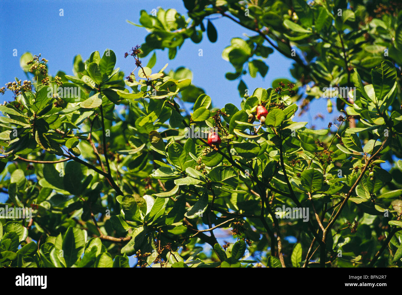 Cashew nut tree ; India Stock Photo - Alamy
