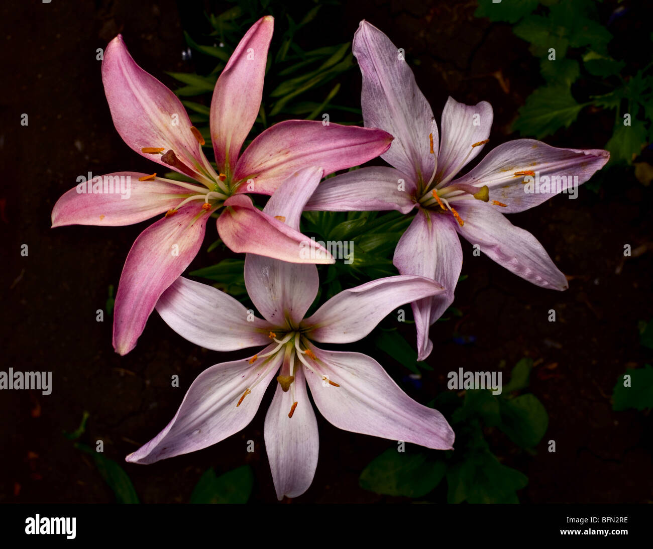 Meaning Of Three Lilies at Riley Carmen blog