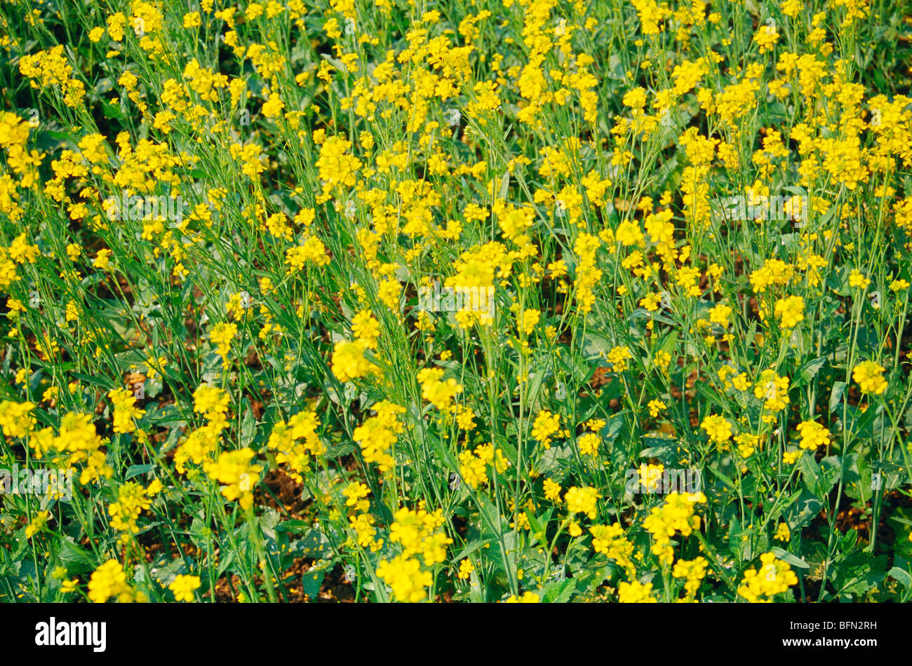 Mustard seed fields india hi-res stock photography and images - Alamy