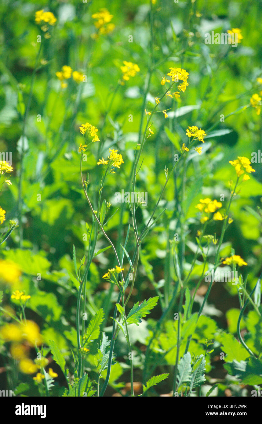 Mustard seed flowers field ; india ; asia Stock Photo - Alamy
