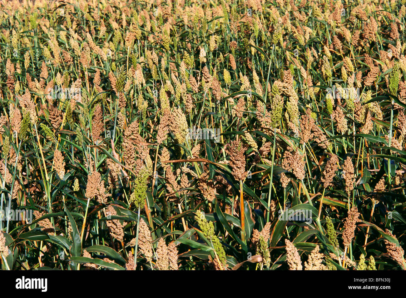 Sorghum ; Jowar crop field ; karnataka ; india ; asia Stock Photo - Alamy